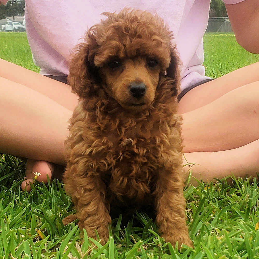 Red Poodles - Radiant Red Poodles - AKC Toy Poodles - Red, Black ...