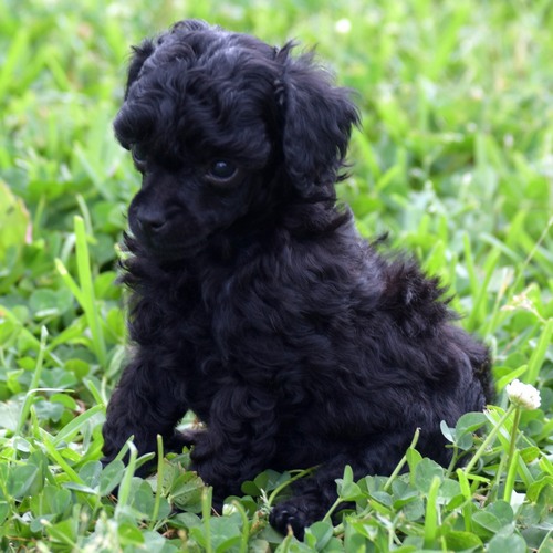 Red Poodles - Radiant Red Poodles - AKC Toy Poodles - Red, Black ...
